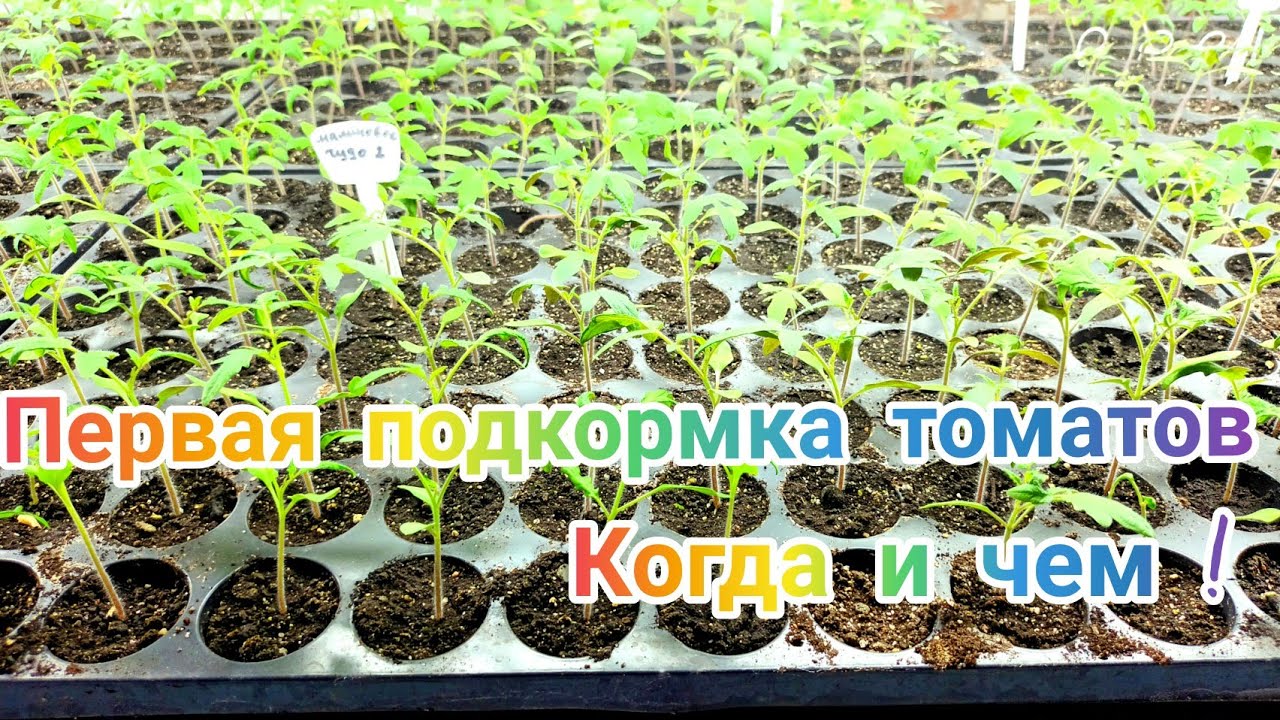 Первая подкормка рассады томатов , подкормка томатов