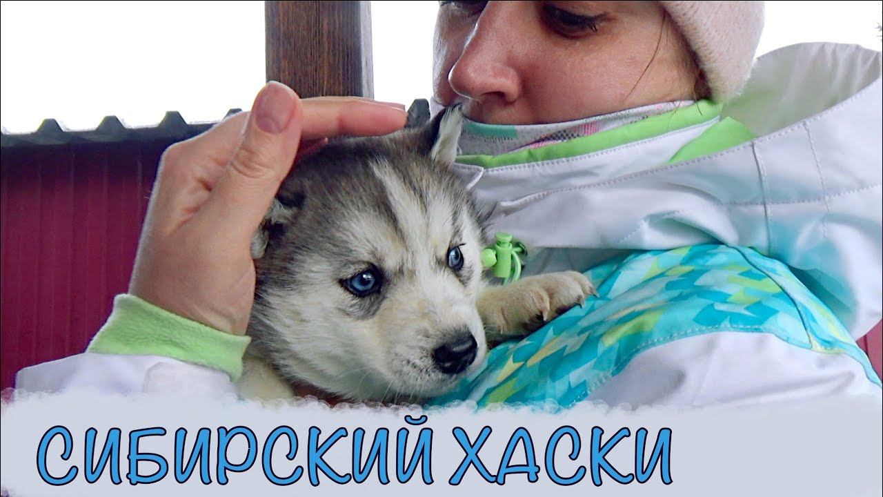 ХАСКИ/БАЗА ОТДЫХА "ДИВНЫЕ ХАСКИ"/КАТАНИЕ НА СОБАЧЕЙ УПРЯЖКЕ/ЩЕНКИ ХАСКИ