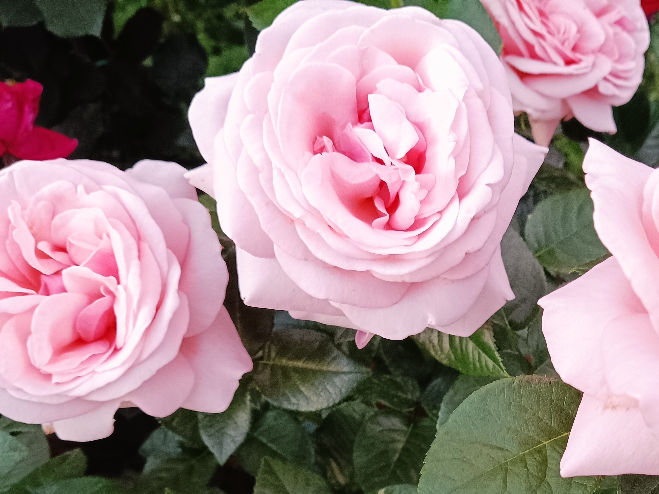 РОЗЫ. СРОЧНЫЙ ВЫПУСК. ОБРЕЗКА РОЗ