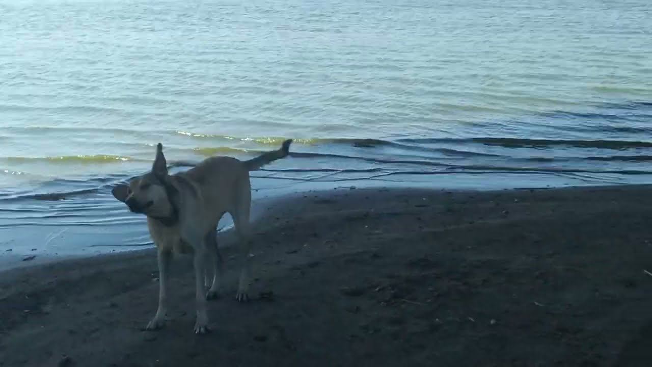 Осень. Пляж️. Волга⛵. Утьки. Собак)