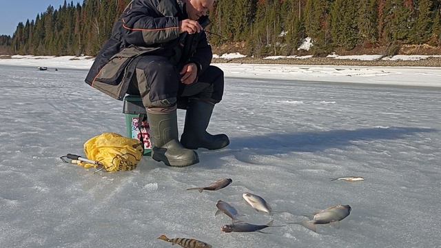 Черемшанка р.Чусовая весенний клёв!