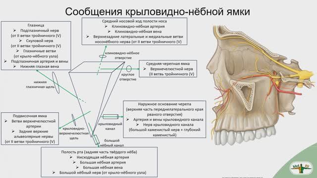 Топография крыловидно-нёбной ямки