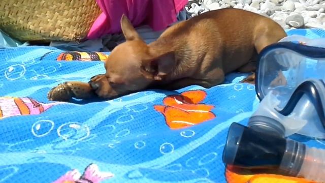 ТОЙ ТЕРРЬЕР на МОРЕ #собака моя