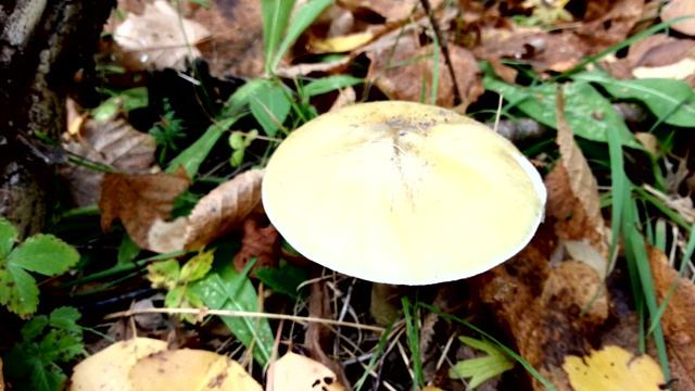 Бледная поганка - самый ядовитый гриб