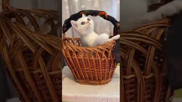 Милый котенок