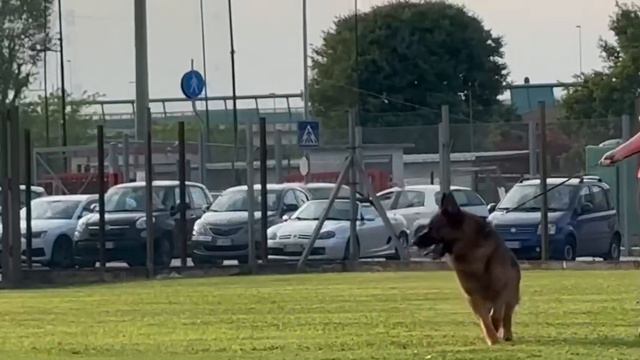 VA 5 🇮🇹 Bull dell’Alto Ofanto