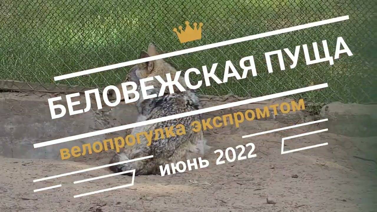 Беларусь. Беловежская пуща. Что посмотреть и где отдохнуть в Беларуси.