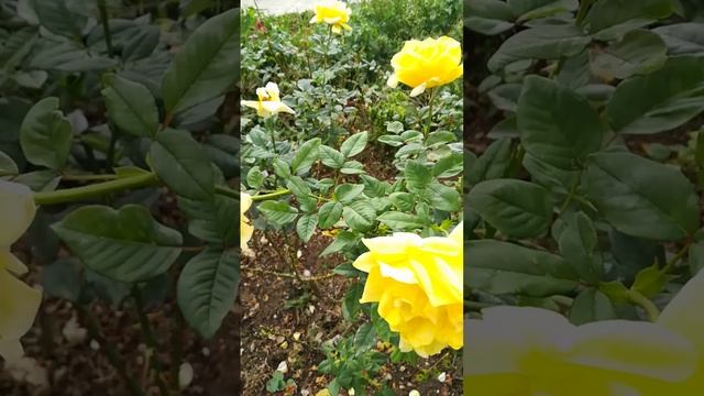 Никитский ботанический сад под Ялтой в Крыму ?