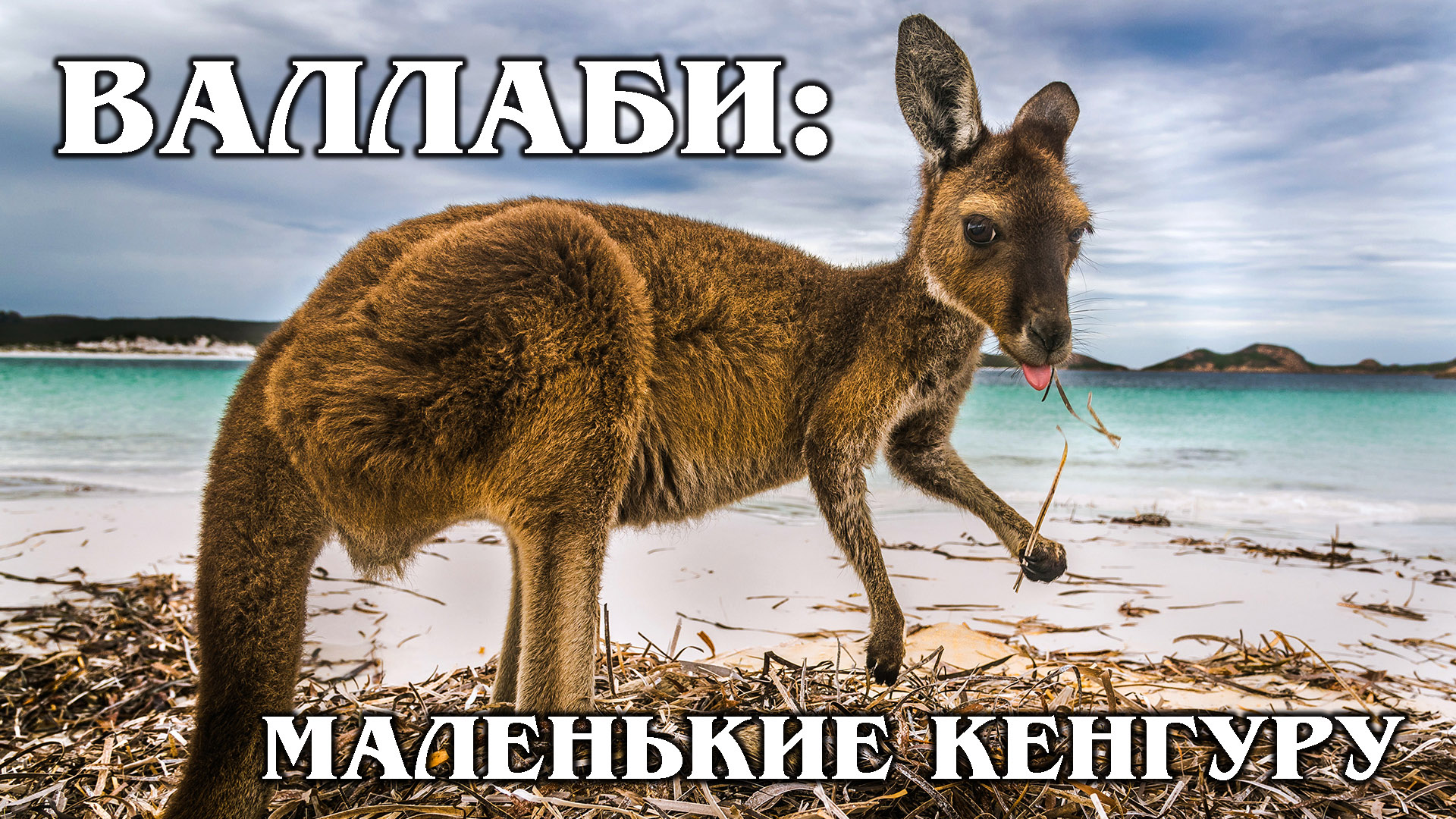 ВАЛЛАБИ: Маленькие кенгуру помогут спасти мир | Интересные факты про сумчатых и животных Австралии