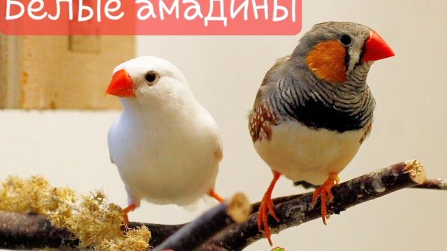 Белые амадины (Денискины рассказы)