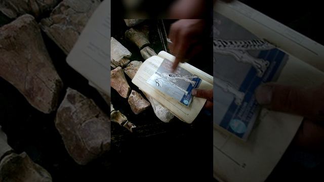 Контрабанда РФ Кости динозавра