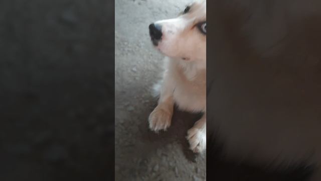 Бэтти жарко в такой шубке...