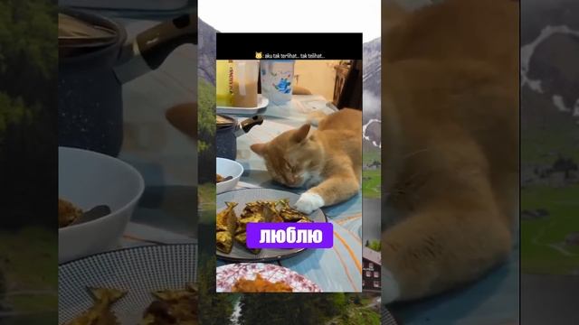 #вирусныевидео / Любимая рыбка #юмор #приколы #смех #котики