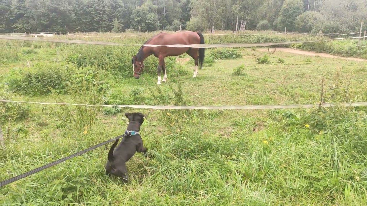 Staffie vizit horse