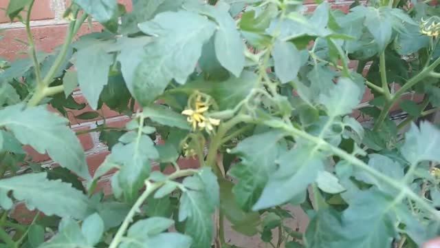 Почему томаты цветут, а завязей нет.