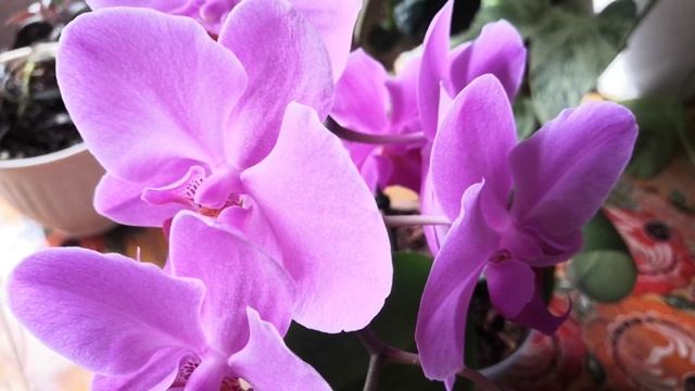 Орхидея любимая