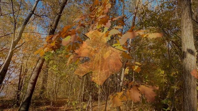 Техника Альфаканал_1080p.mp4