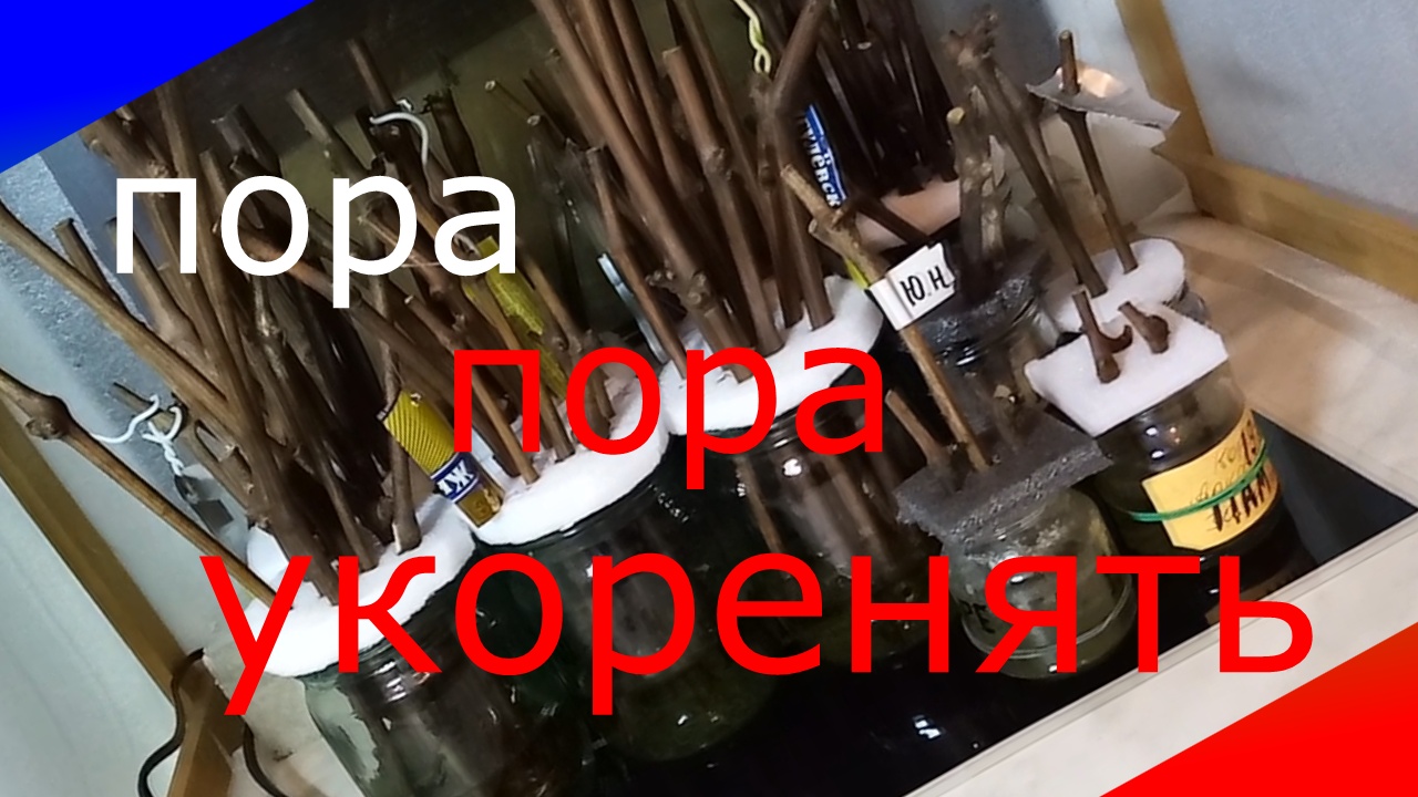 Укоренение черенков винограда 2022.тел.8-910-543-06-74