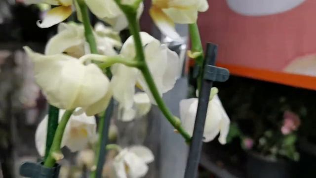 Уценка орхидей в магазине ОБИ.? Сколько стоят и в каком состоянии. Что можно купить