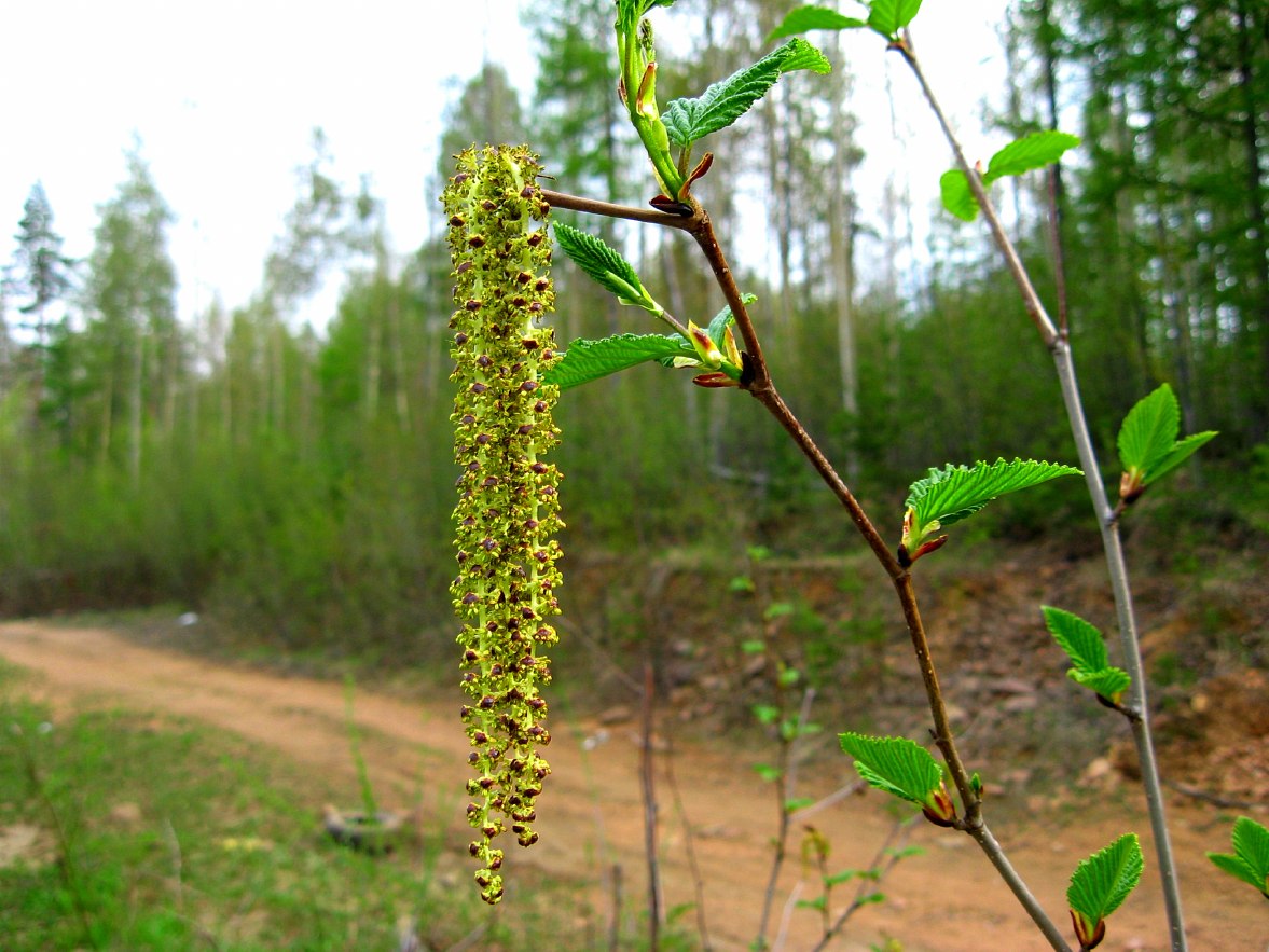 Сережка ольховая - стихи Евгения Евтушенко.