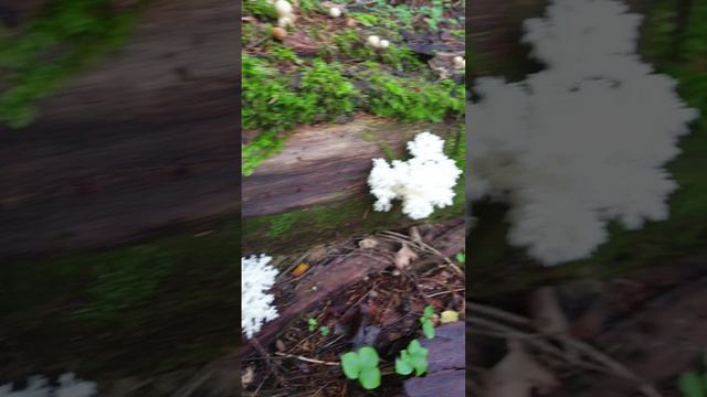 Грибы 2024 года-3.  Оленьи рожки?.. И какие!