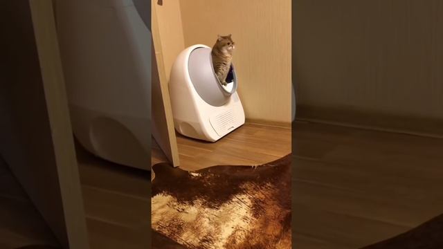 Явление короля народу.