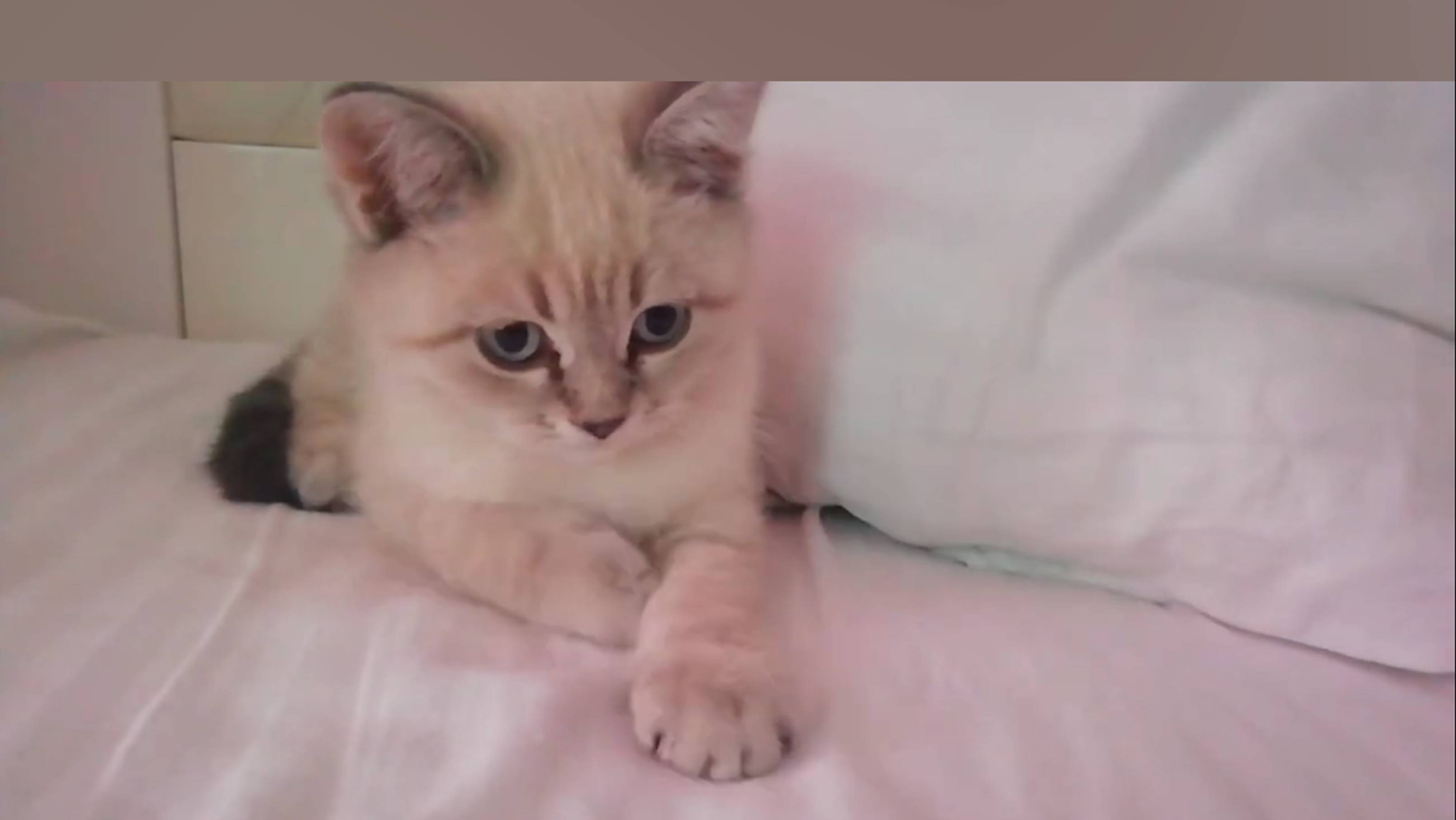 С добрым утром милая! Наши любимые котята