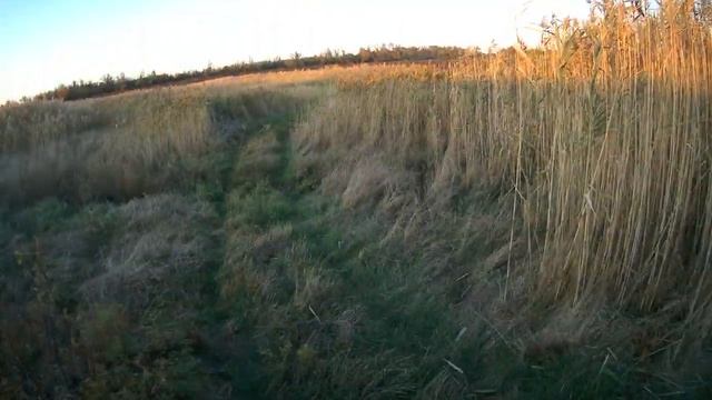 РАЗВЕДКА С ЗАРОЙ - НА ФАЗАНОВ (за день до охоты).mp4