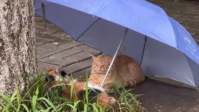 зверюшки.mp4