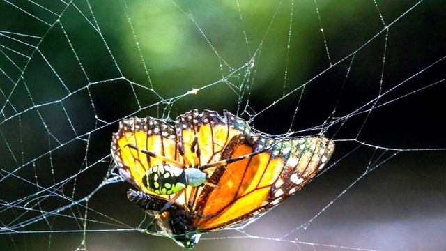 Запутавшиеся в сети
