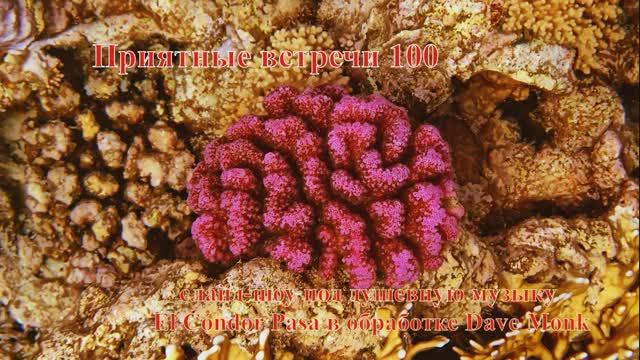 Приятные встречи 100 Коралл Бородавчатая поциллопора слайд-шоу под душевную музыку El Cóndor Pasa