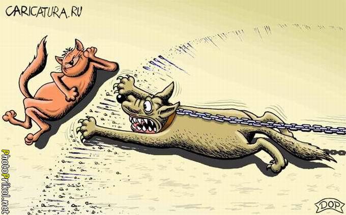 с юмором о котах и кошках . часть 7