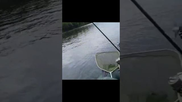 Ловля камбалы на воблер 80 мм (13 гр) от Mr. Musurok