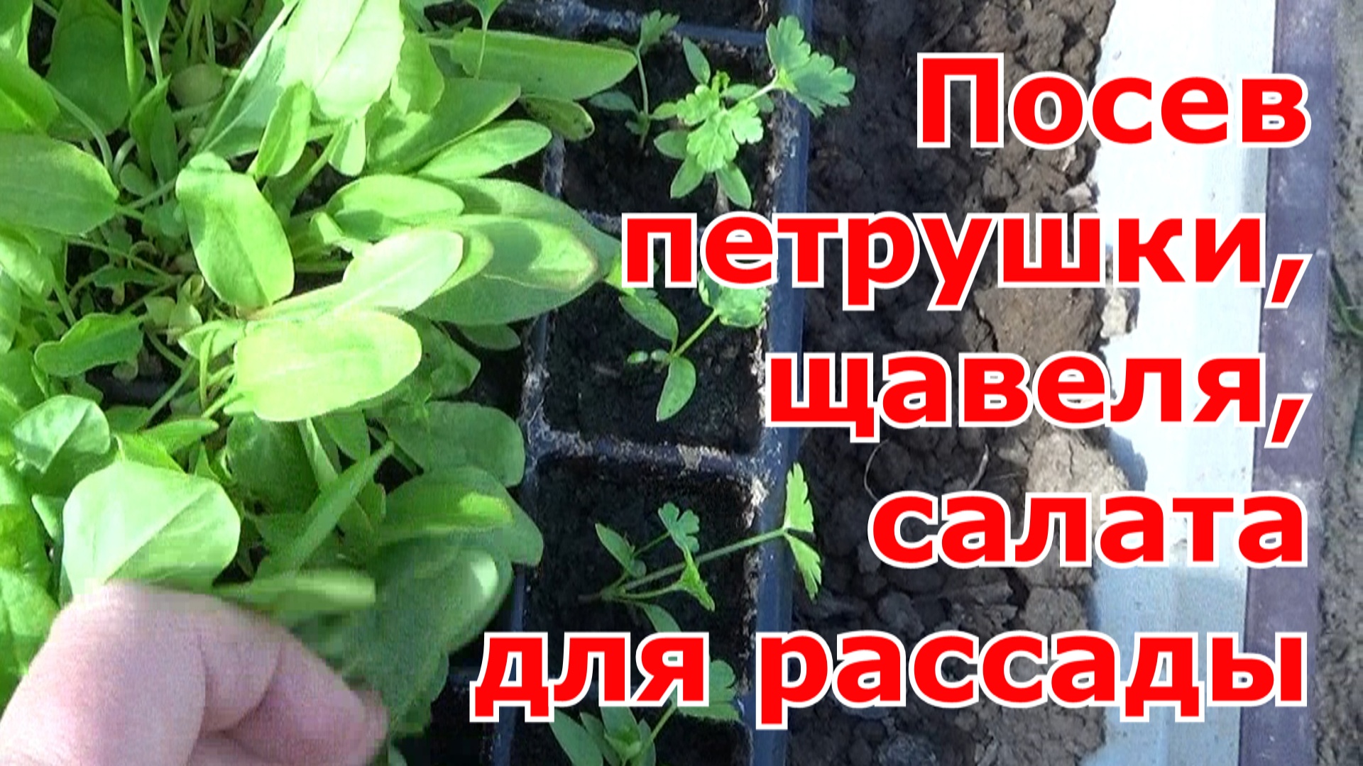 Посев петрушки, щавеля и салата на рассаду для высадки в открытый грунт