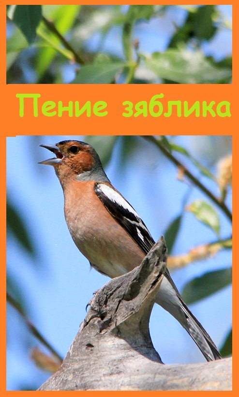 Как поет ЗЯБЛИК - ПТИЧКА уральского леса у меня в саду
#дача #огород #garden #цветы #сад