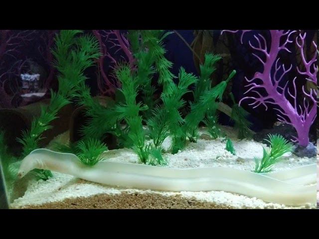 Сеул. Аквариум.(4)