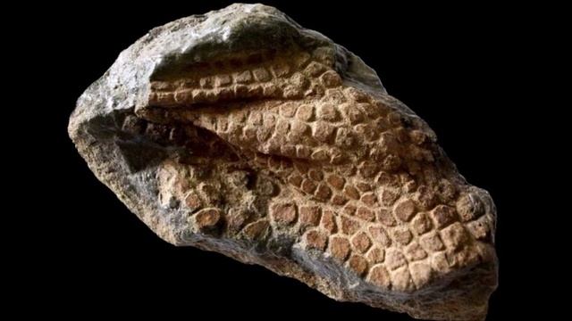 Саркозух. Грозный крокодиломорф, герой битв древних чудовищ или безобидный рыбак.