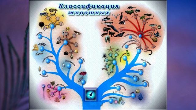 §10 "Разнообразие живого", Биология 5 класс, Сивоглазов, Плешаков.mp4