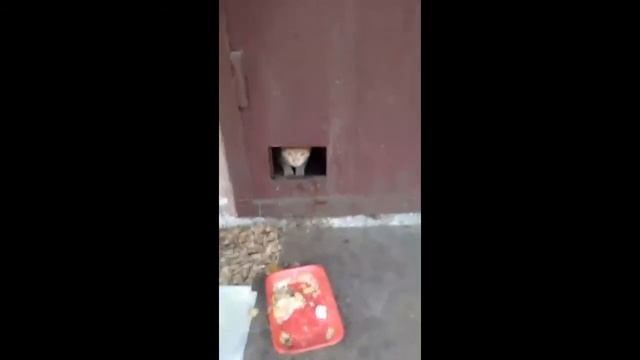 Котяра - Партизан ?