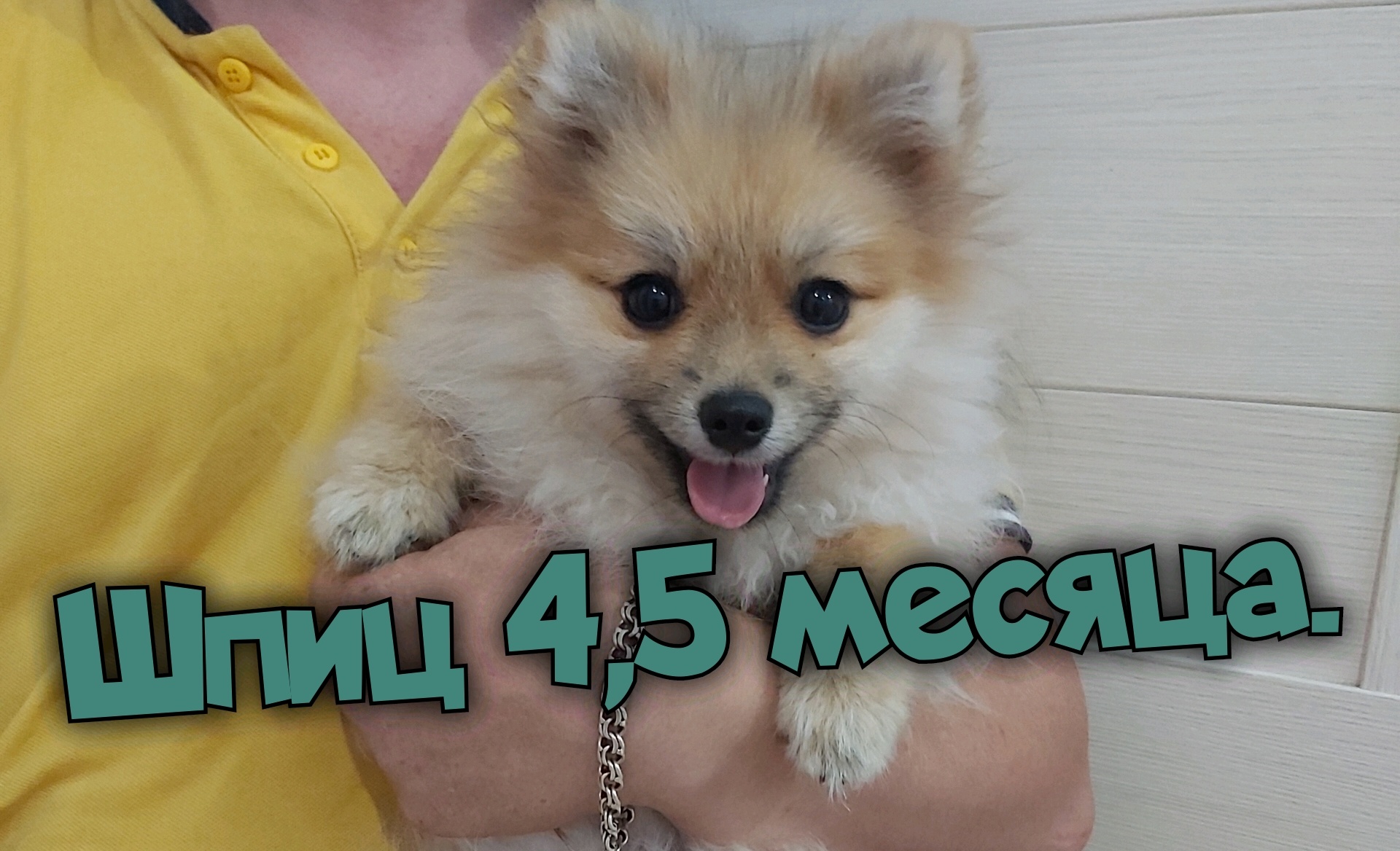 Шпиц. 4,5 месяца. Сергиев Посад.