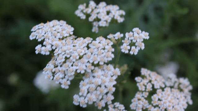 ТЫСЯЧЕЛИСТНИК - В ЭТОМ ВИДЕО ПОКАЗЫВАЮ КАК ВЫГЛЯДИТ ТЫСЯЧЕЛИСТНИК ОБЫКНОВЕННЫЙ.