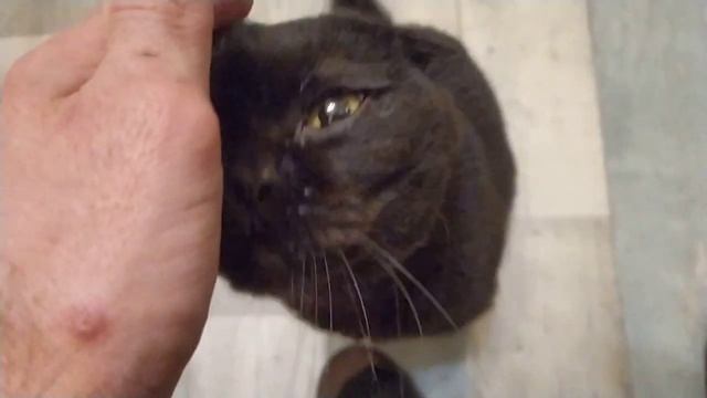 Ласкается  и Мурлычет.mp4    селкирк-рекс