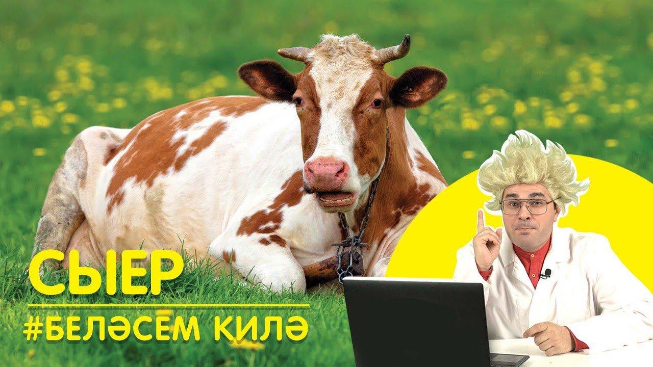 Беләсем килә: Сыер / Корова / A cow