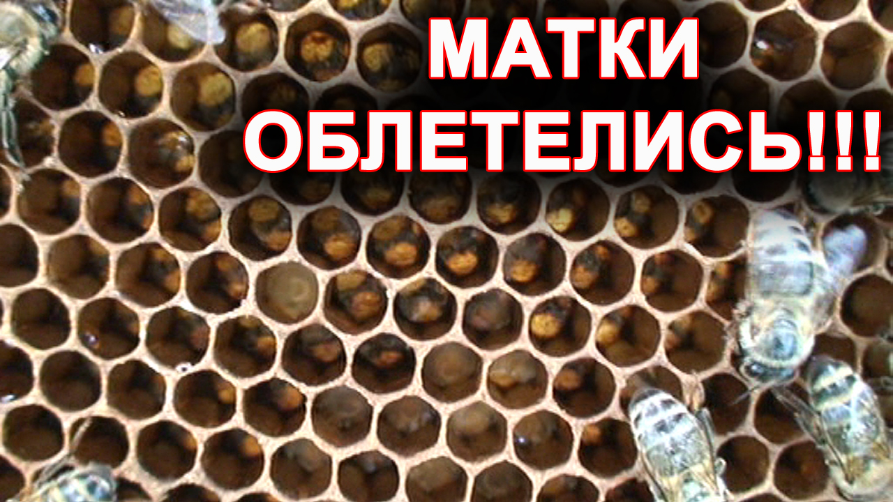 Матки облетелись!!!