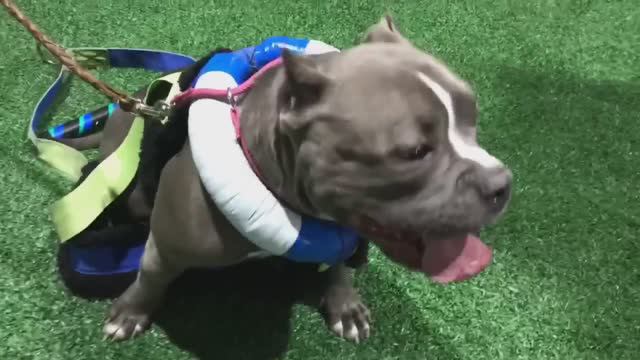 Американские булли на тренировке у Владимира Алмазова 2020 г.