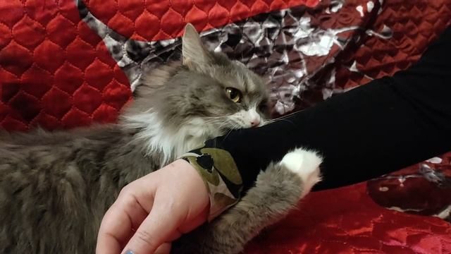 Кошка кусает и извиняется (из жизни моего питомца)
#rкошкакусается, #домашниеживотные,