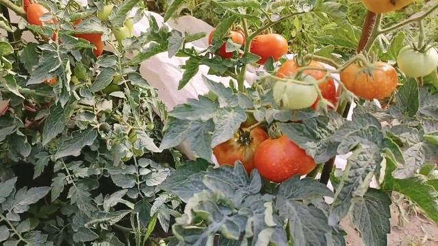 Томаты в открытом грунте.mp4