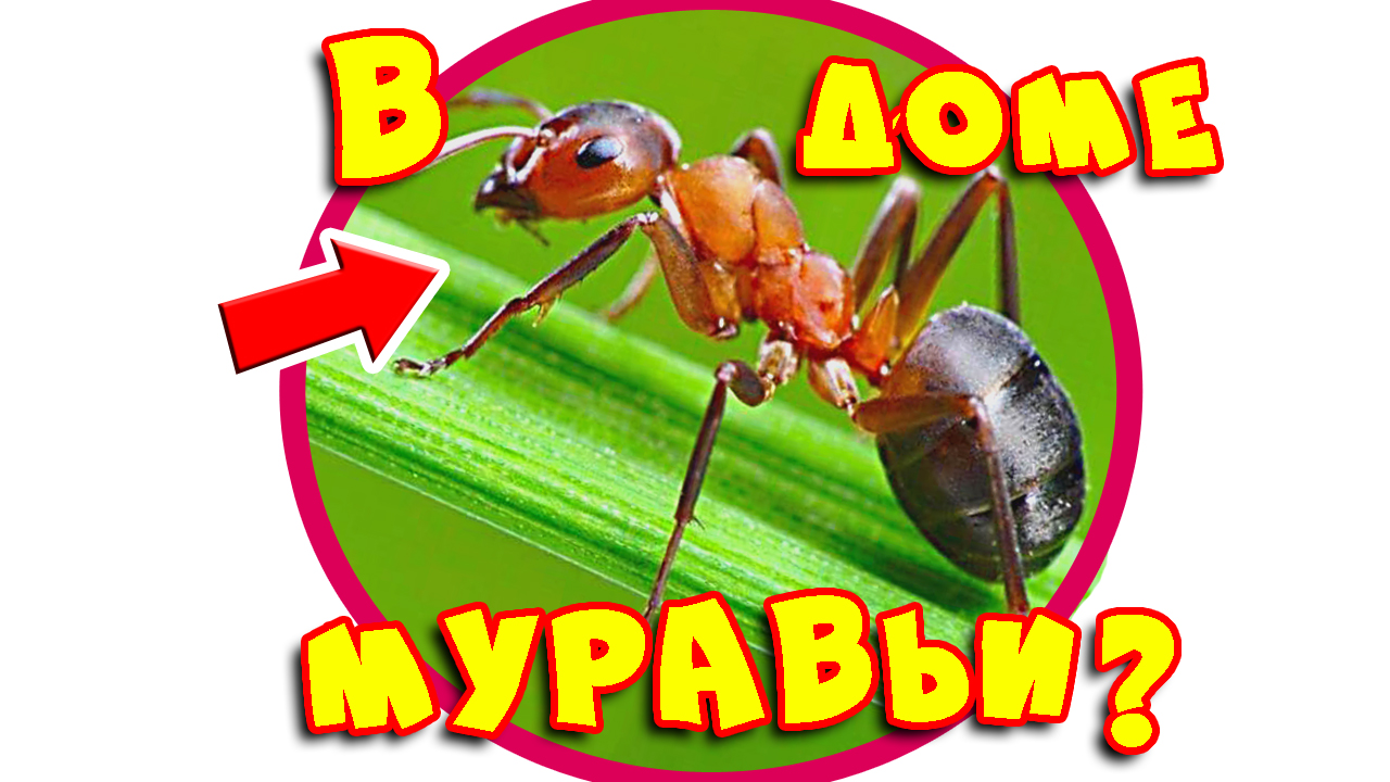 Как ИЗБАВИТЬСЯ от МУРАВЬЕВ в доме: мой отзыв на средство АНТИМУРАВЕЙ