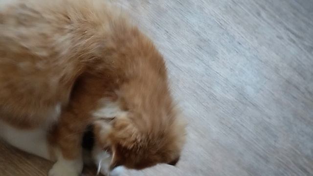 Маленький игрунчик))