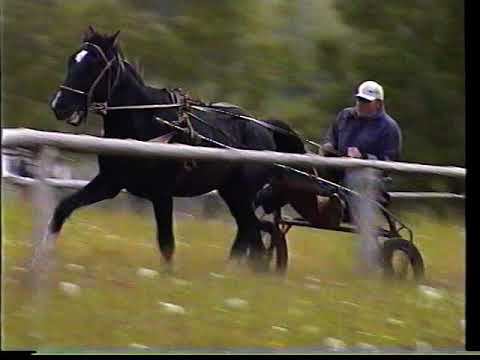 Скачки 2003г., Алексеевка, Бавлинский